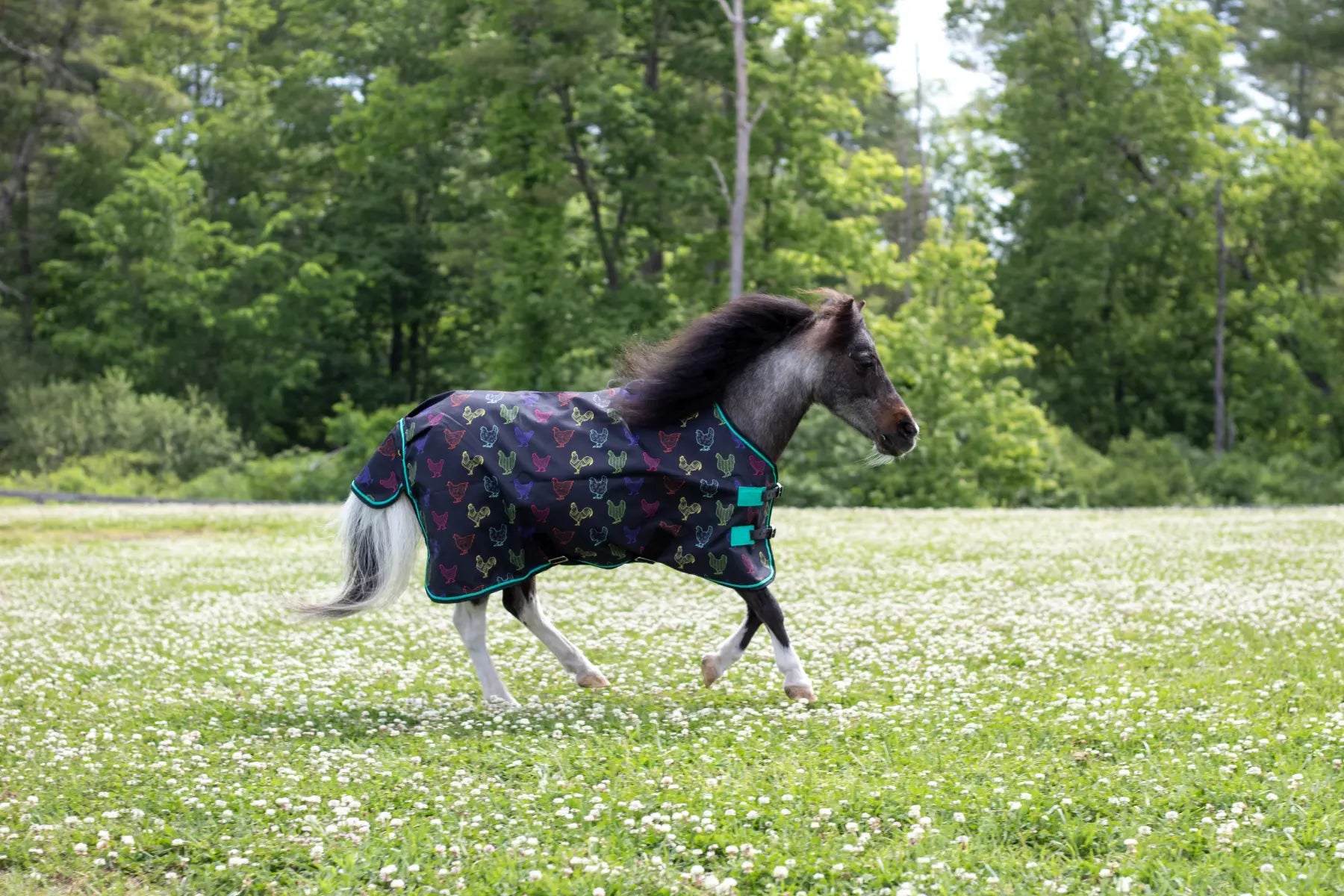 Highlander Light Mini Sheet - Chicken Print – Equine Essentials